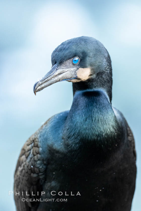 Brandt's Cormorant portrait, Phalacrocorax penicillatus, La Jolla ...
