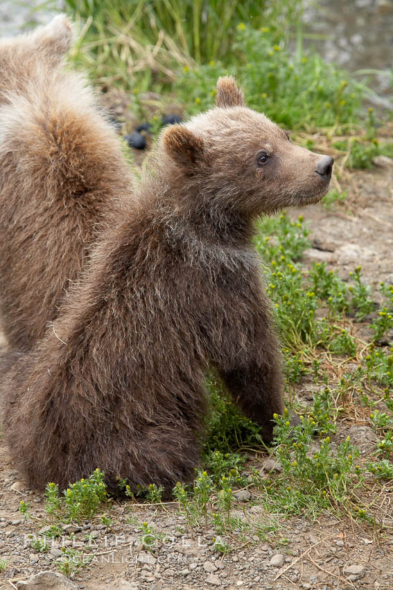 Brown bear spring cub, just a few months old, Ursus arctos, Brooks ...