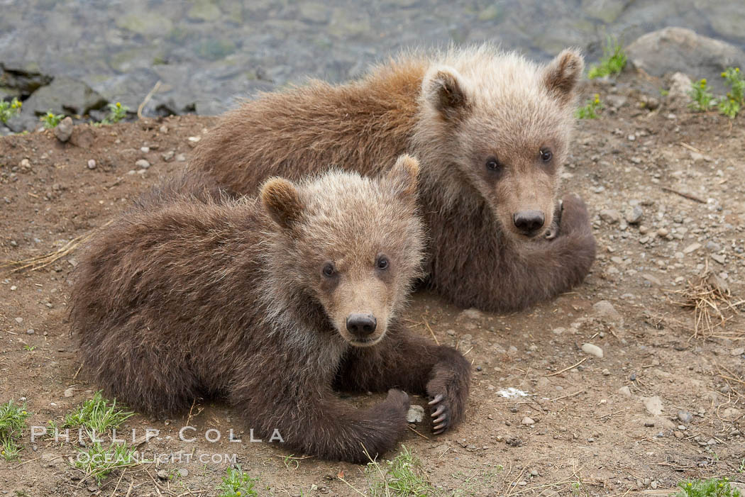 Brown bear spring cubs, a few months old, Ursus arctos, Brooks River ...