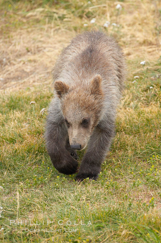 Brown bear spring cub, just a few months old, Ursus arctos, Brooks ...