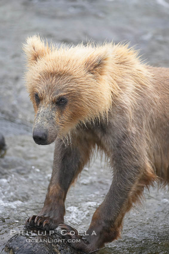 Brown bear spring cub, just a few months old, Ursus arctos, Brooks ...