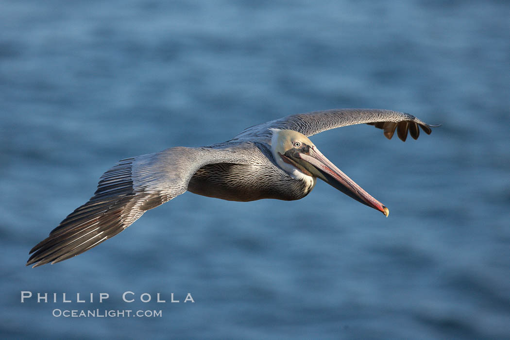 Brown pelican in flight, Pelecanus occidentalis, La Jolla, California