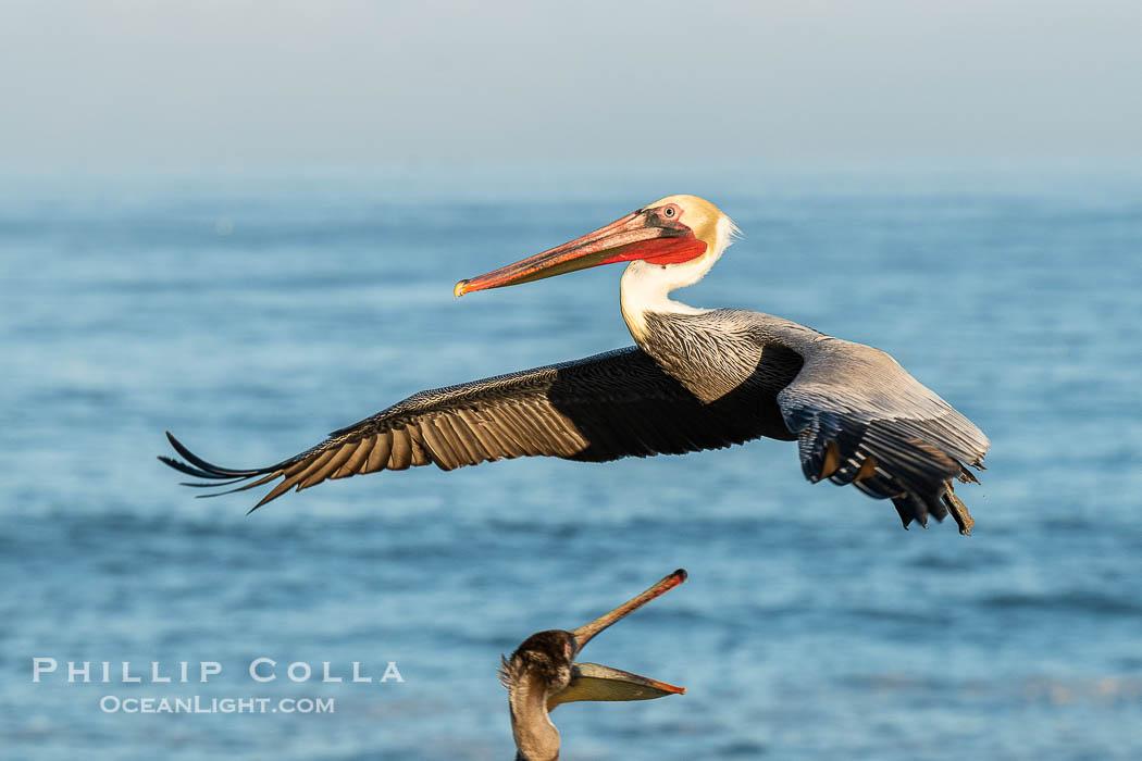 Brown pelican in flight, Pelecanus occidentalis, La Jolla, California