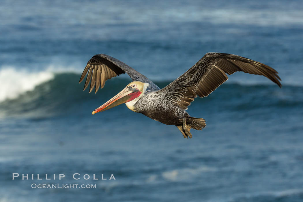 Brown pelican flying over waves and the surf, Pelecanus occidentalis ...