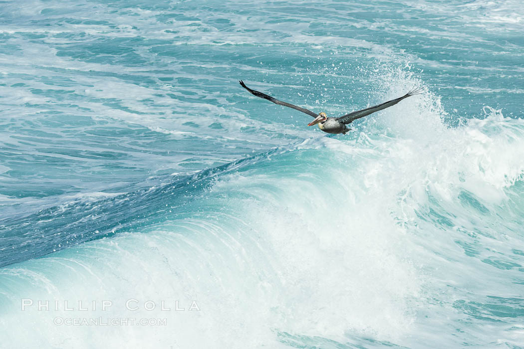 Brown pelican flying over waves and the surf, Pelecanus occidentalis ...