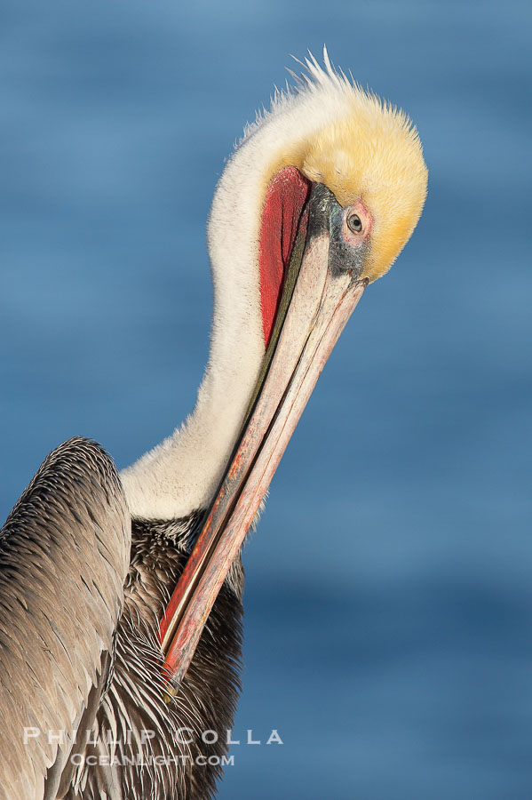 Brown pelican, Pelecanus occidentalis, La Jolla, California, #18057