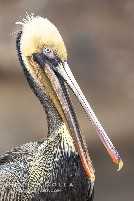 Brown Pelican Portrait Clapping Its Jaws, Pelecanus occidentalis, La ...