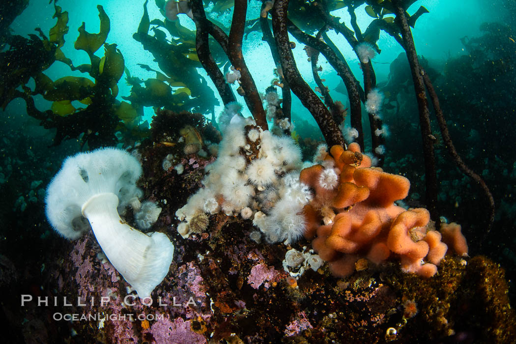 Bull kelp forest and invetebrate reef life, Metridium farcimen, British ...