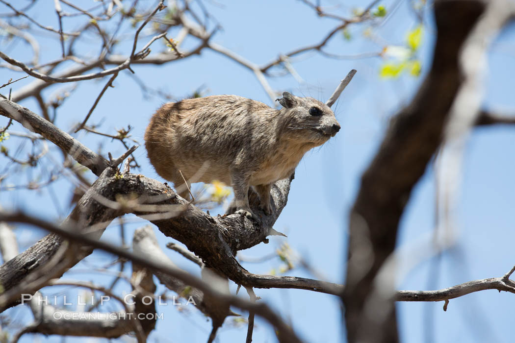 Bush hyrax, Heterohyrax brucei, Meru National Park, Kenya, #29726