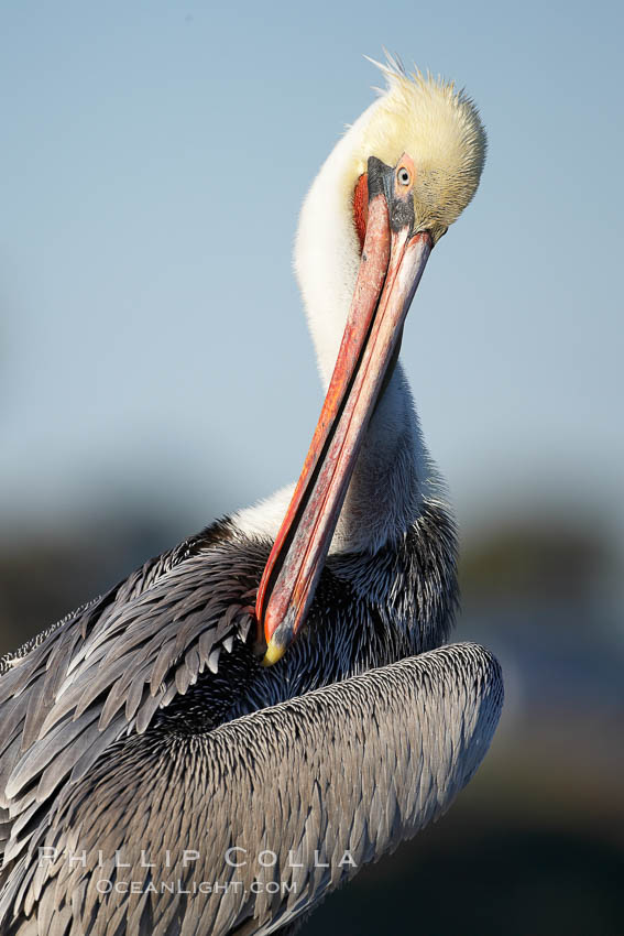 Brown pelican preening, Pelecanus occidentalis, La Jolla, California
