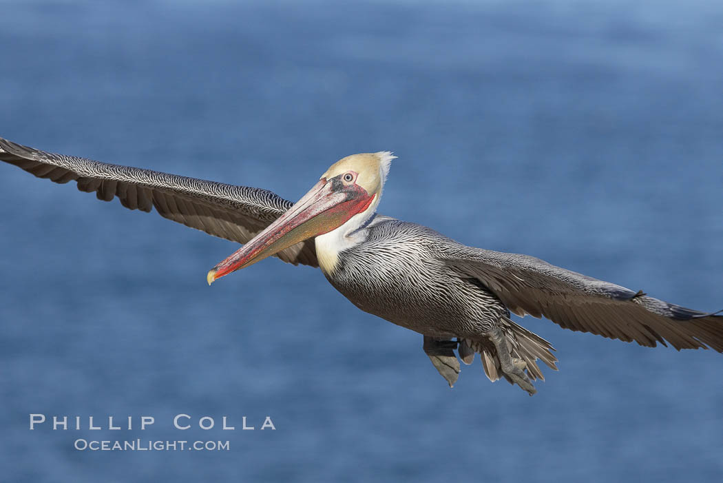 Brown pelican in flight, Pelecanus occidentalis, La Jolla, California