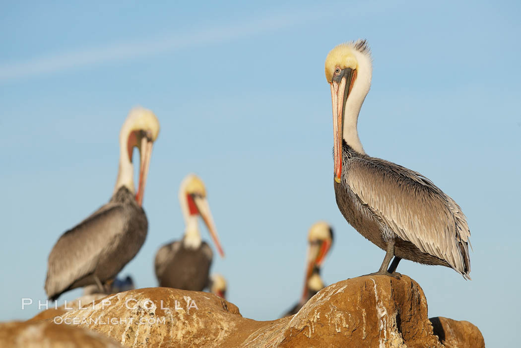 Brown pelican, Pelecanus occidentalis, La Jolla, California, #20056