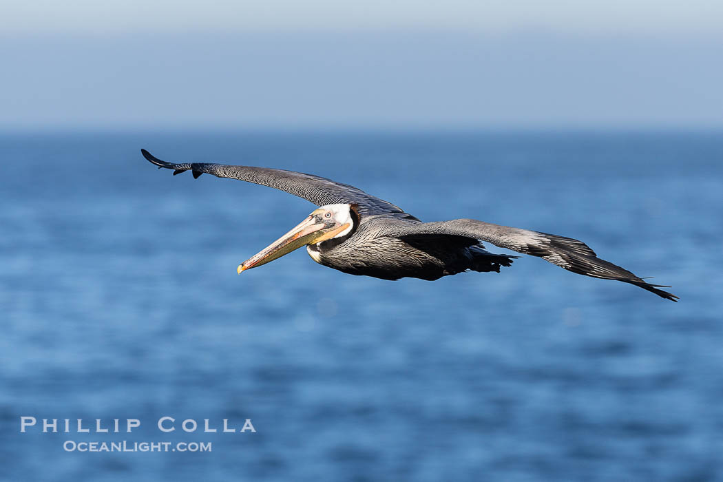 California Brown Pelican Flying over the Ocean, La Jolla, #38820