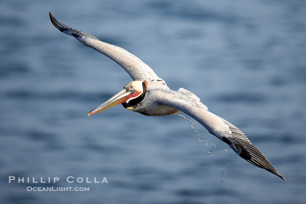 Brown pelican in flight, Pelecanus occidentalis, La Jolla, California