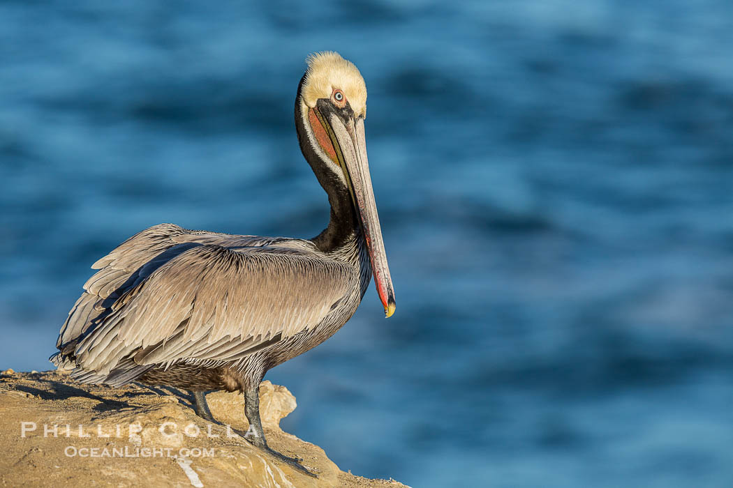 California brown pelican portrait, Pelecanus occidentalis, La Jolla