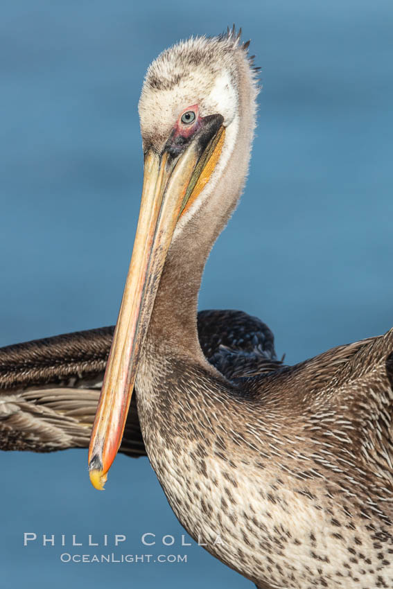 California Brown Pelican Portrait, Pelecanus occidentalis, La Jolla