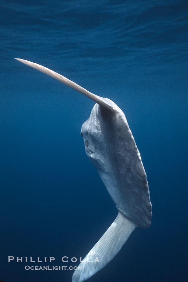 Ocean sunfish, open ocean near San Diego, Mola mola, California