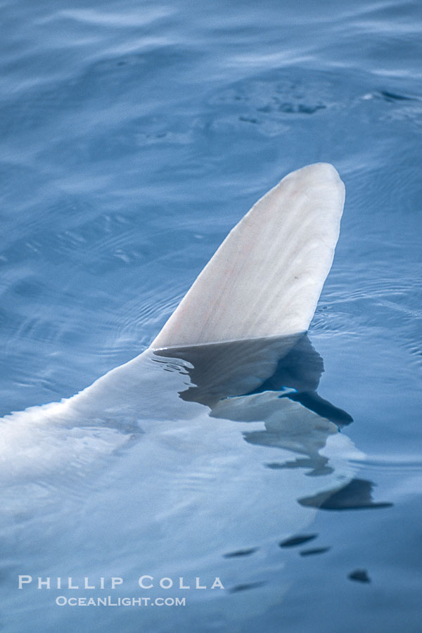 Ocean sunfish, Mola mola, San Diego, California, #04796