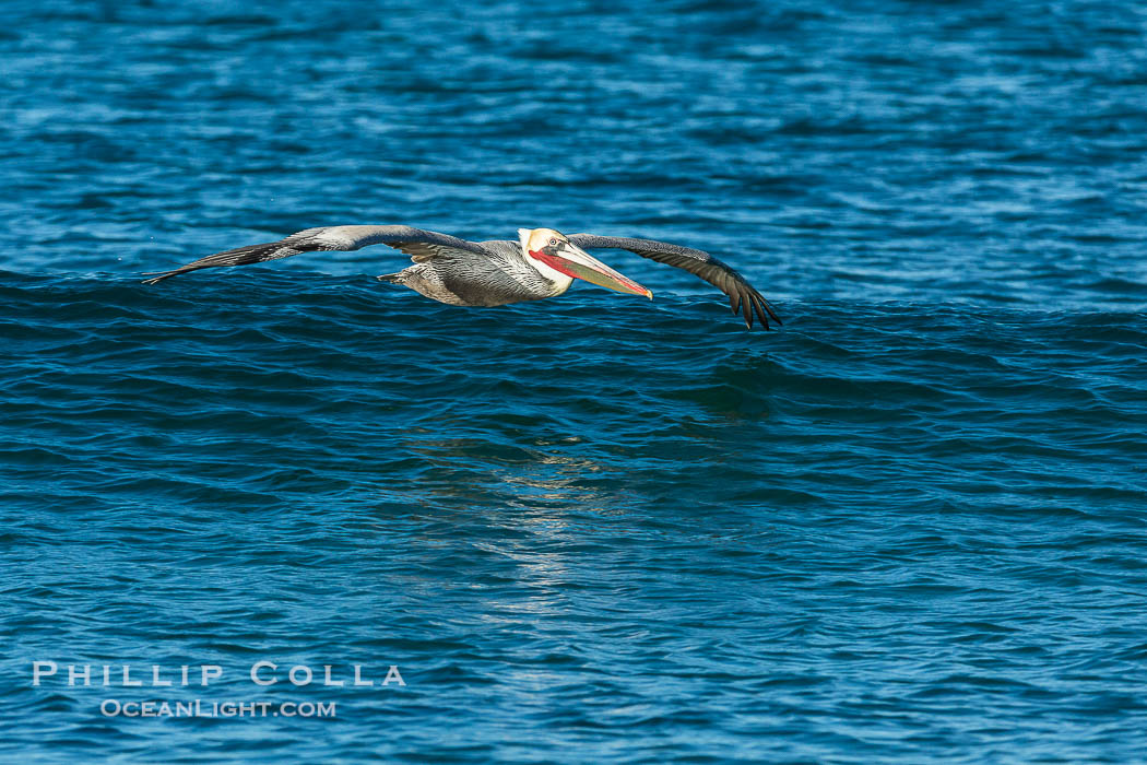 California Pelican flying on a Wave, Pelecanus occidentalis, #30266