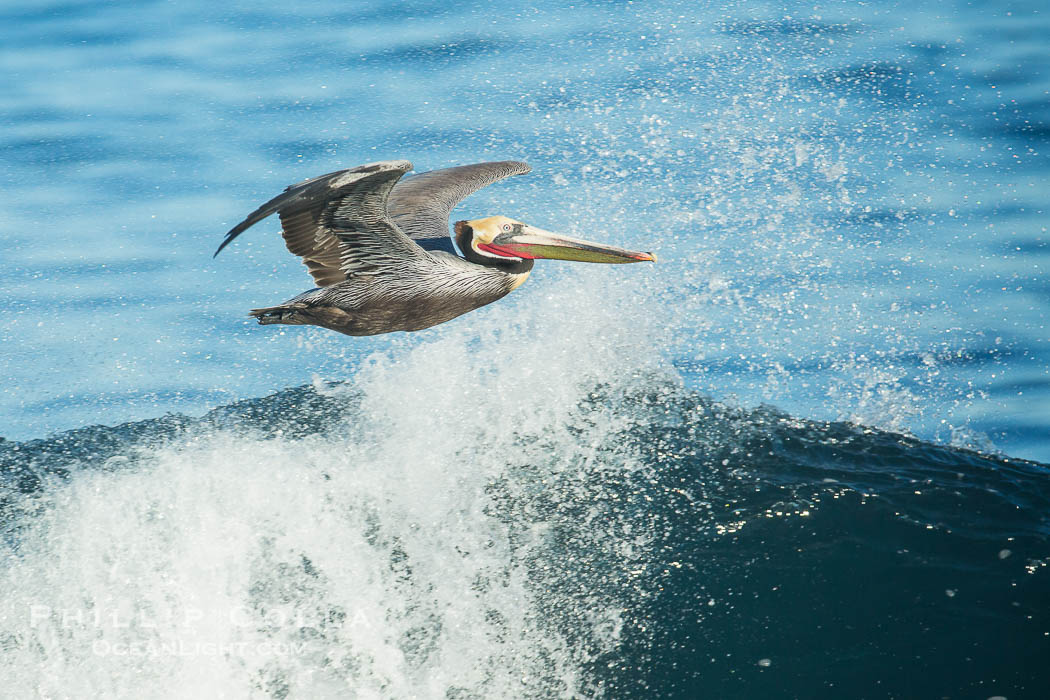 California Pelican flying on a Wave, Pelecanus occidentalis, #30317