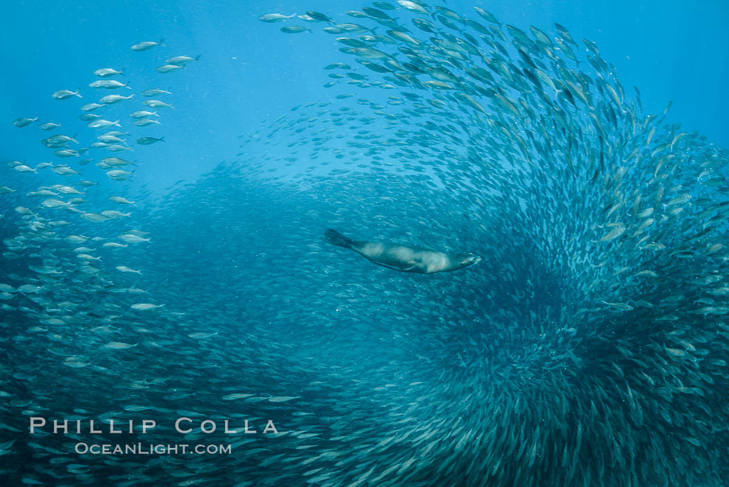 California Sea Lion Hunts in a School of Scad Fish, Baja California, Mexico
