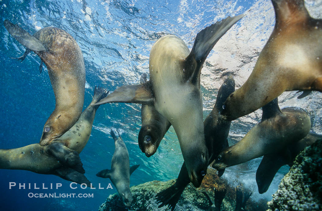 California sea lions, Sea of Cortez, Zalophus californianus, #00954
