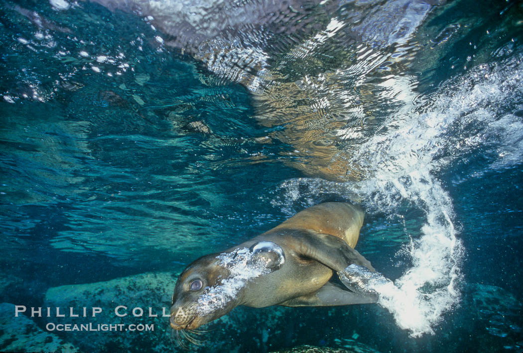 California sea lion, Sea of Cortez, Zalophus californianus, #03060