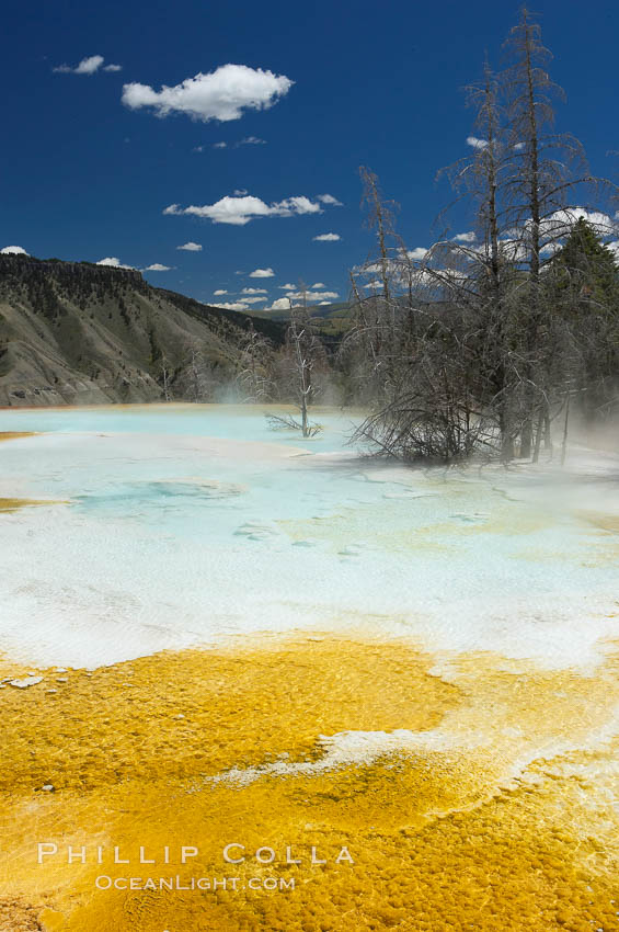 Canary Spring, Mammoth Hot Springs, Yellowstone National Park, Wyoming
