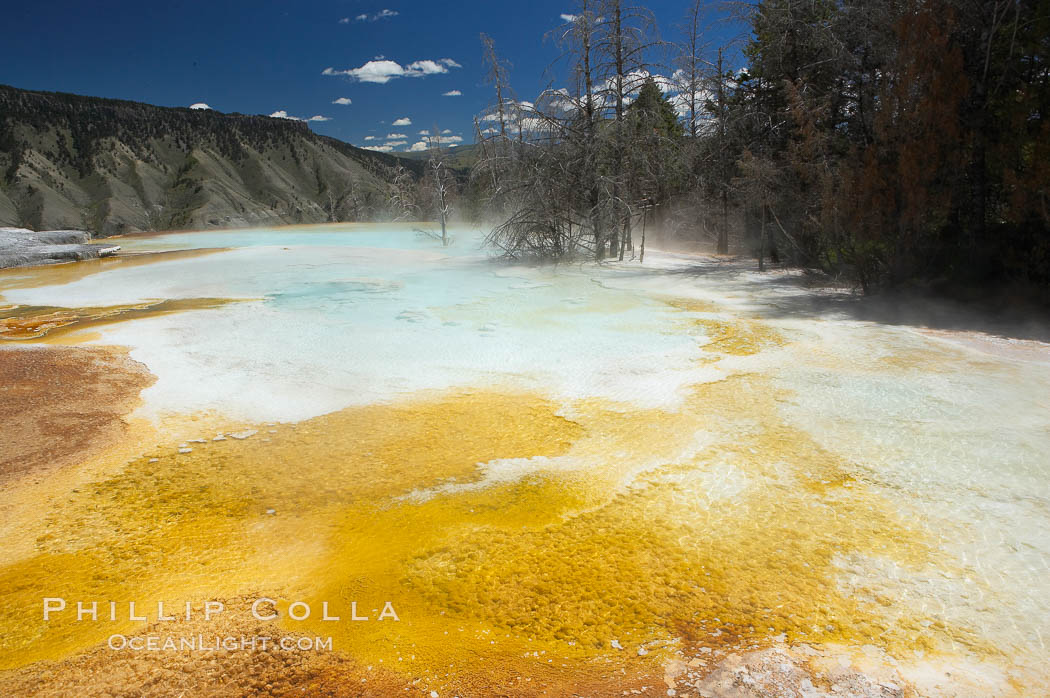 Canary Spring, Mammoth Hot Springs, Yellowstone National Park, Wyoming