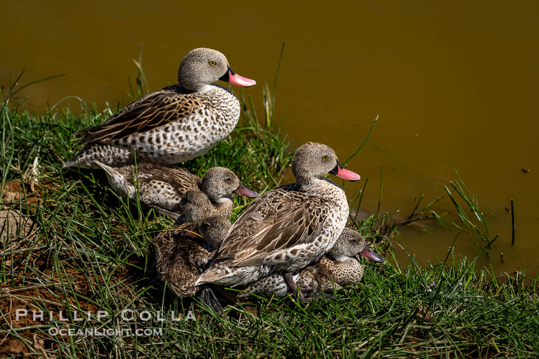 Cape Teal, Anas capensis, Amboseli National Park, Kenya, #39738