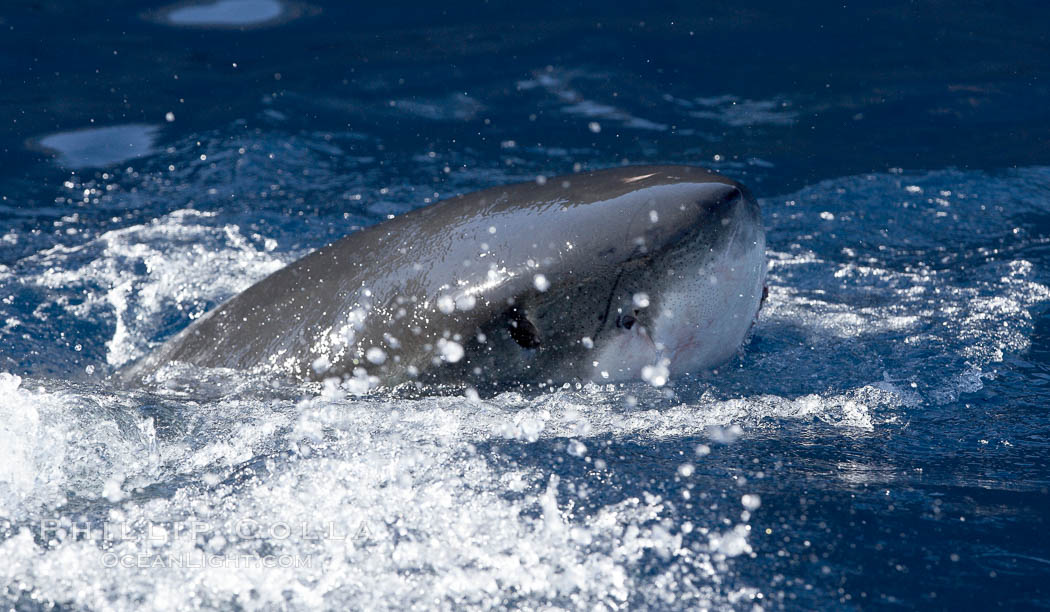 Great white shark, eye and nose raised above water, Carcharodon ...