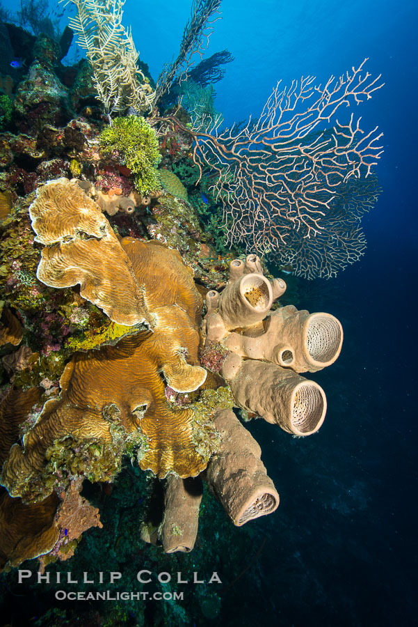 Caribbean coral reef, Grand Cayman Island, Cayman Islands, #32102