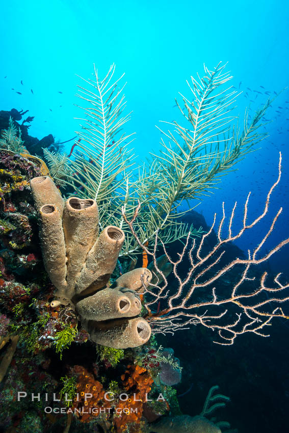 Caribbean coral reef, Grand Cayman Island, Cayman Islands, #32104