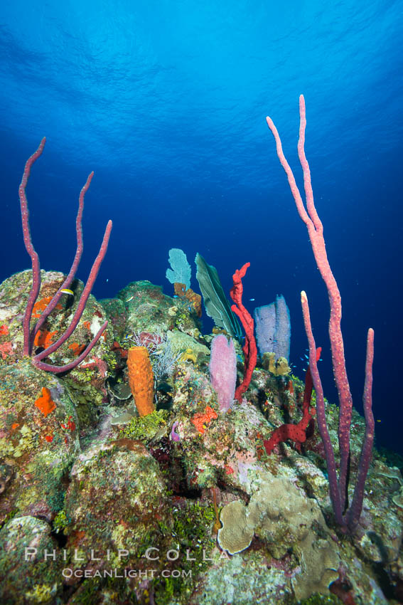 Caribbean coral reef, Grand Cayman Island, Cayman Islands, #32240