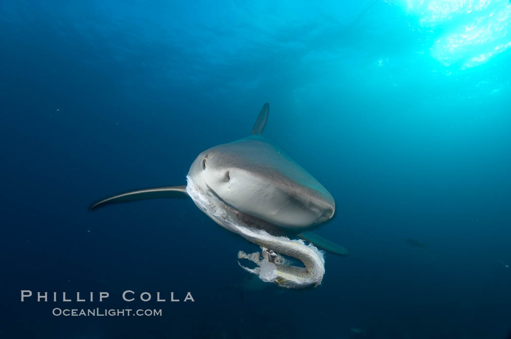 Caribbean reef shark about to bite a piece of bait, Carcharhinus perezi ...