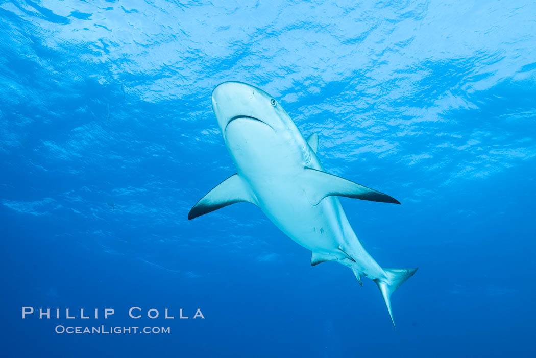 Caribbean Reef Shark Photos, Stock Photos of Caribbean Reef Sharks ...