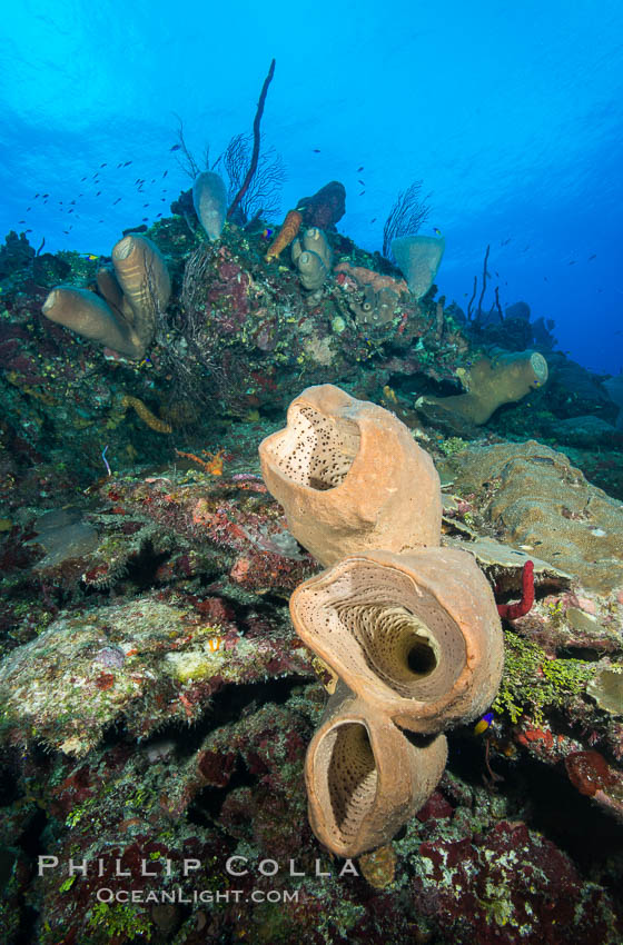 Cayman Islands Caribbean reef scene, Grand Cayman Island, #32236