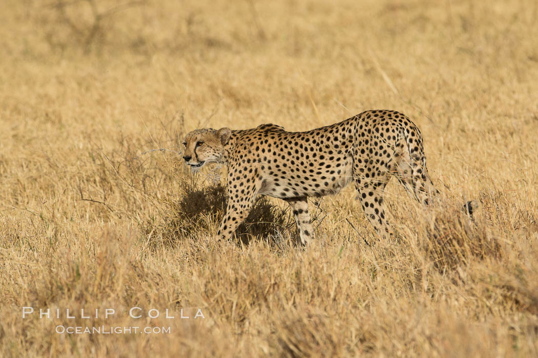 Cheetah, Meru National Park, Acinonyx jubatus, Kenya, #29624