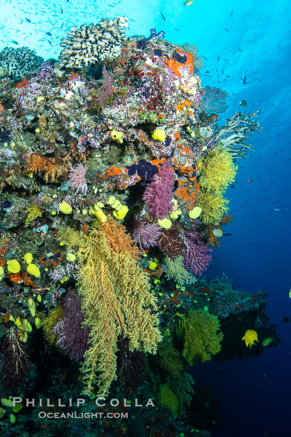 Chironephthya soft coral on Mount Mutiny, Vatu I Ra Passage, Bligh ...