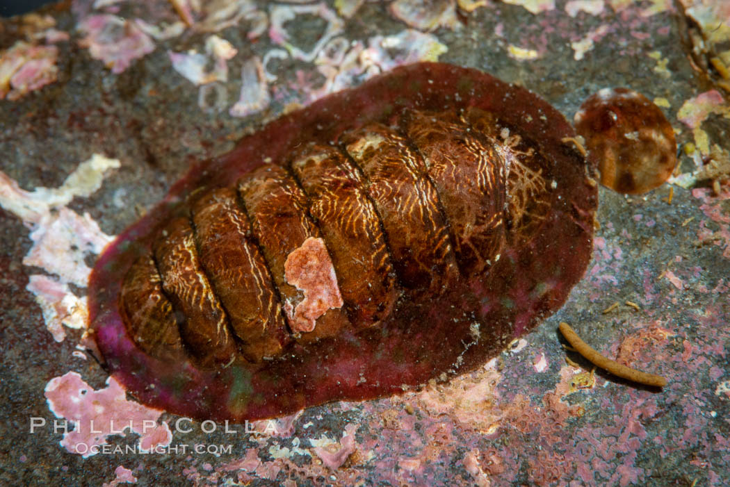 Chiton, Vancouver Island, Canada, British Columbia, #35446