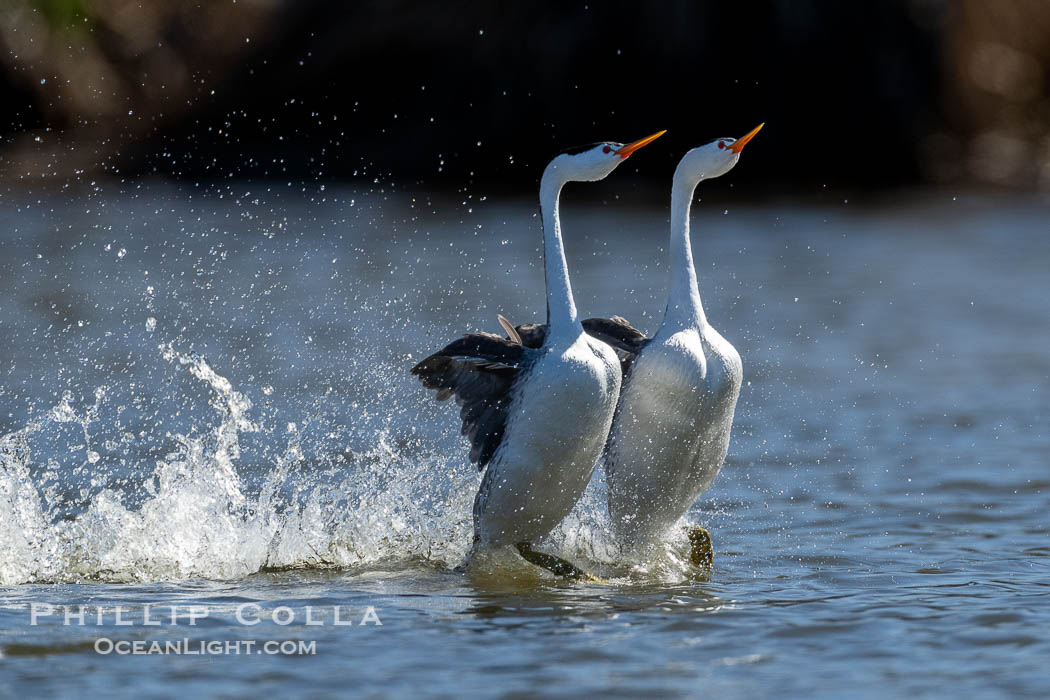 Clark's Grebes Rushing, Running Across Water, Aechmophorus clarkii ...