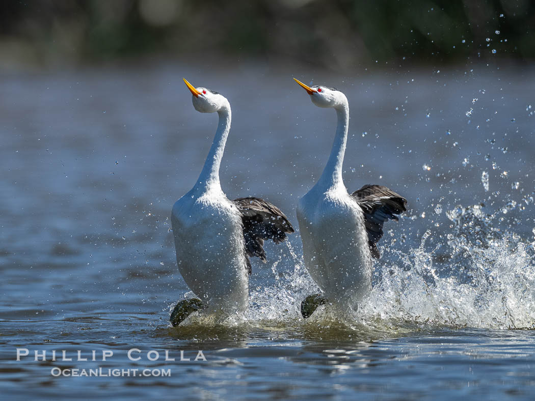 Clark's Grebes Rushing, Running Across Water, Aechmophorus clarkii ...