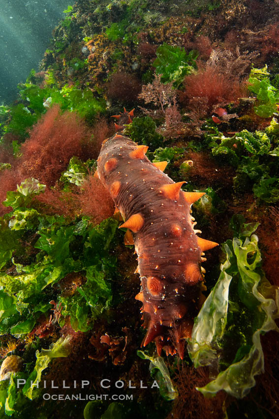Colorful British Columbia Ocean Reef Scene, Canada, #35382