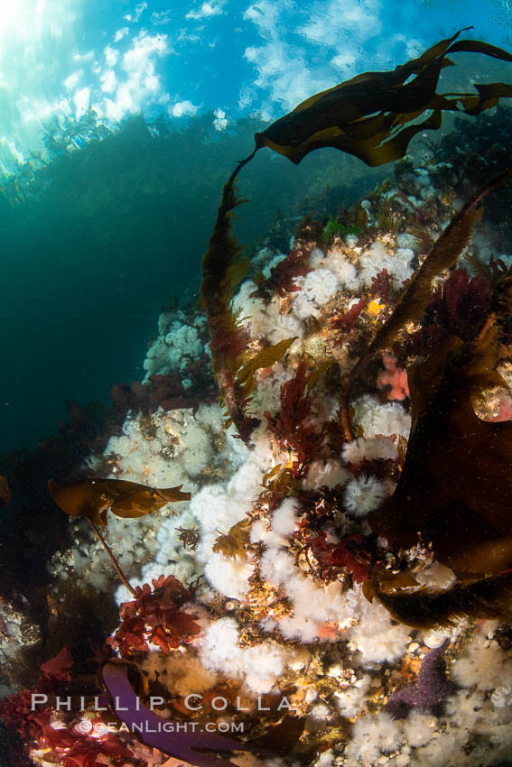 Colorful British Columbia Ocean Reef Scene, Canada, #35479
