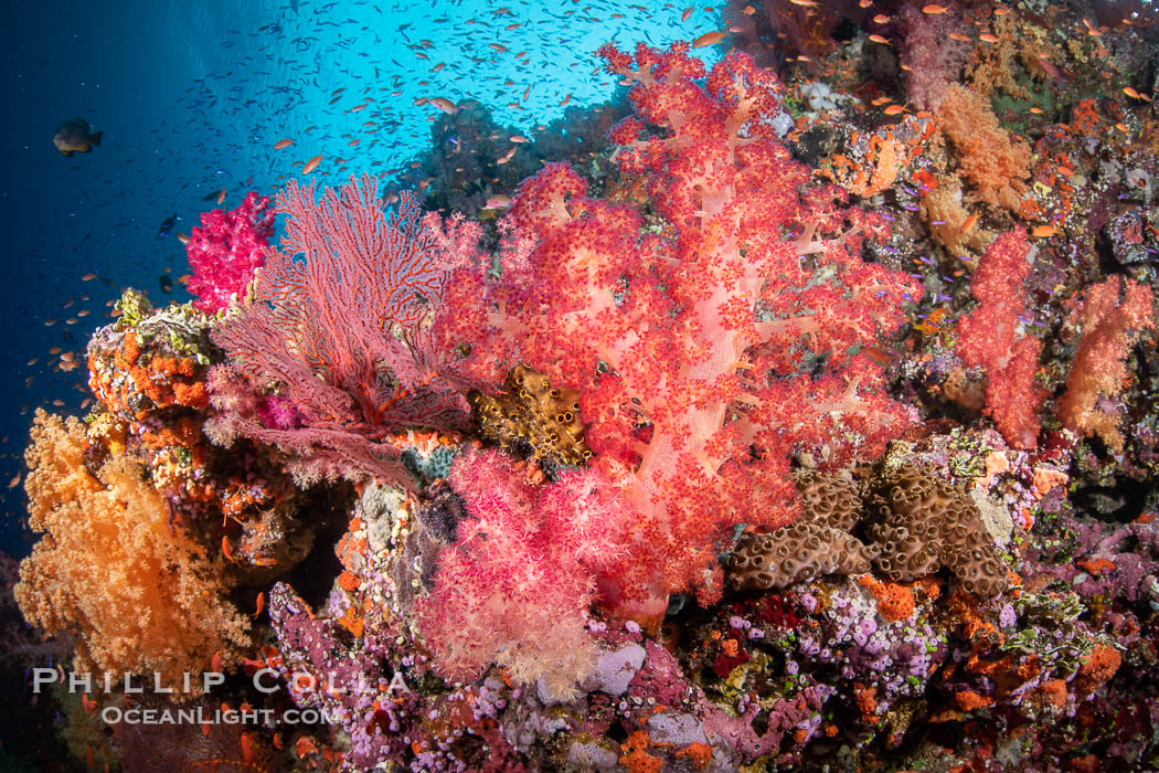 Coral Reef Plankton