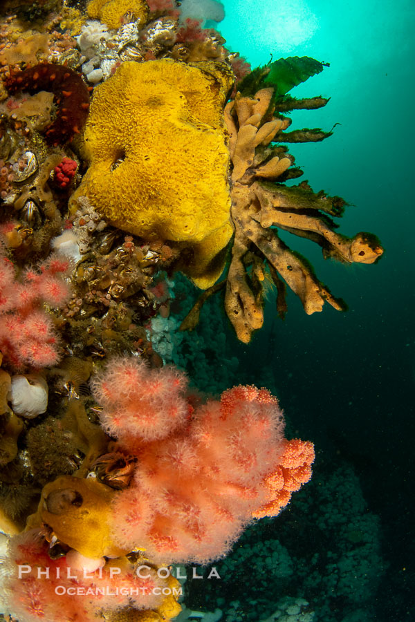 Colorful reef scene on Vancouver Island, British Columbia, Canada