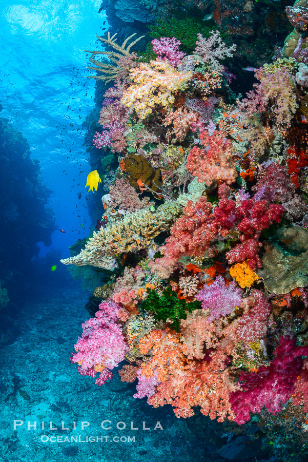 Colorful Soft Corals and Various Pristine Hard Corals Flourish on a ...