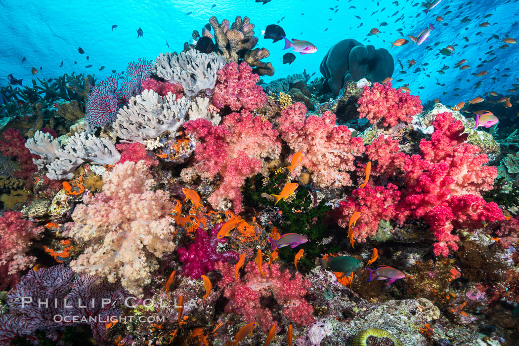 Colorful Soft Corals and Various Pristine Hard Corals Flourish on a ...