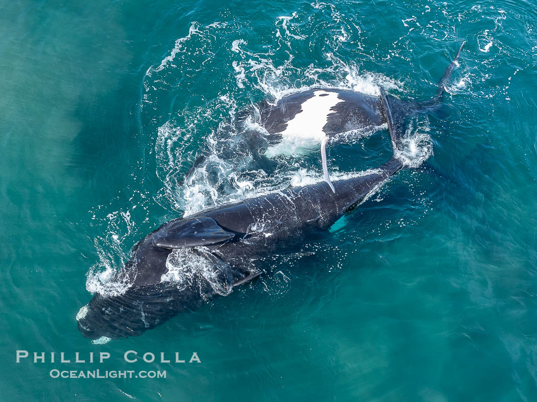 Copulating Southern Right Whales, aerial photo, Eubalaena australis ...