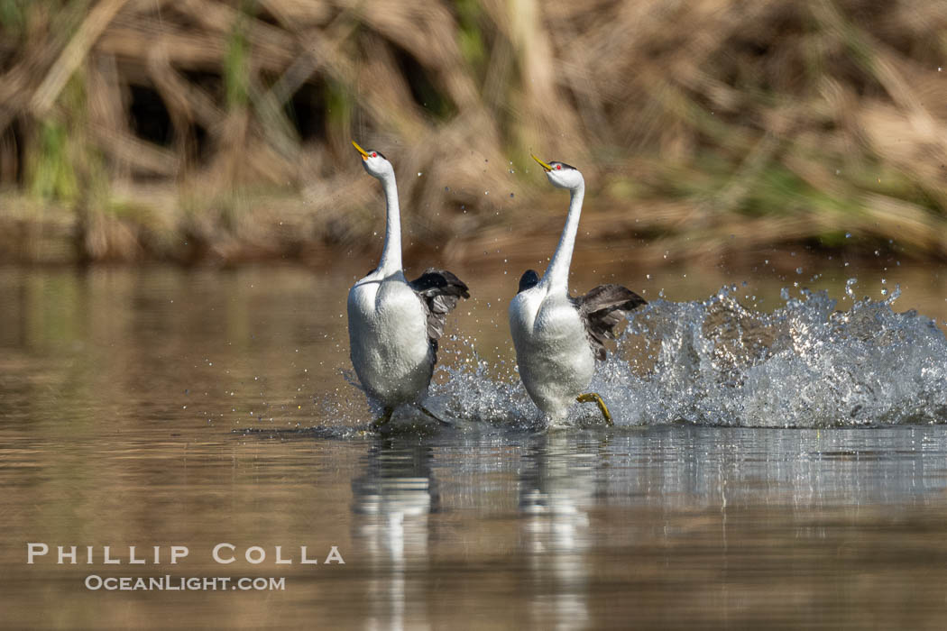 Courting Western Grebes Rush Across Lake Wohlford, Aechmophorus ...